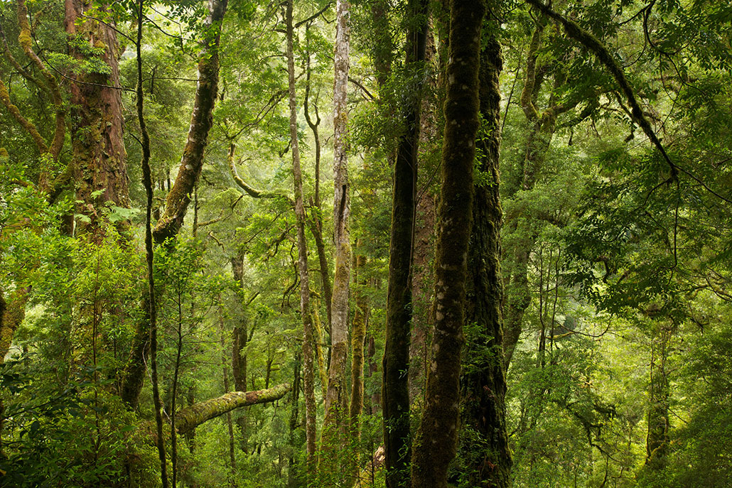 16-gemaeßigter–regenwald – Dauner Fototage