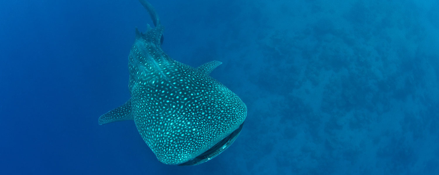 Markus Mauthe – Greenpeace – Naturwunder Erde – Dauner Fototage