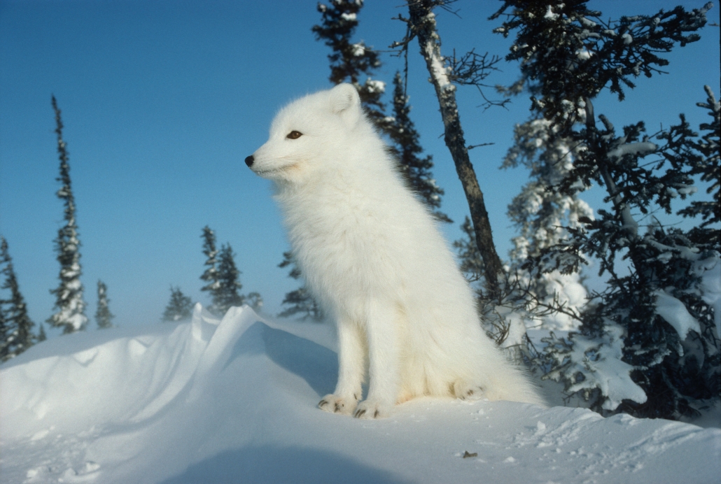 Polarfuchs im Winterfell – Dauner Fototage